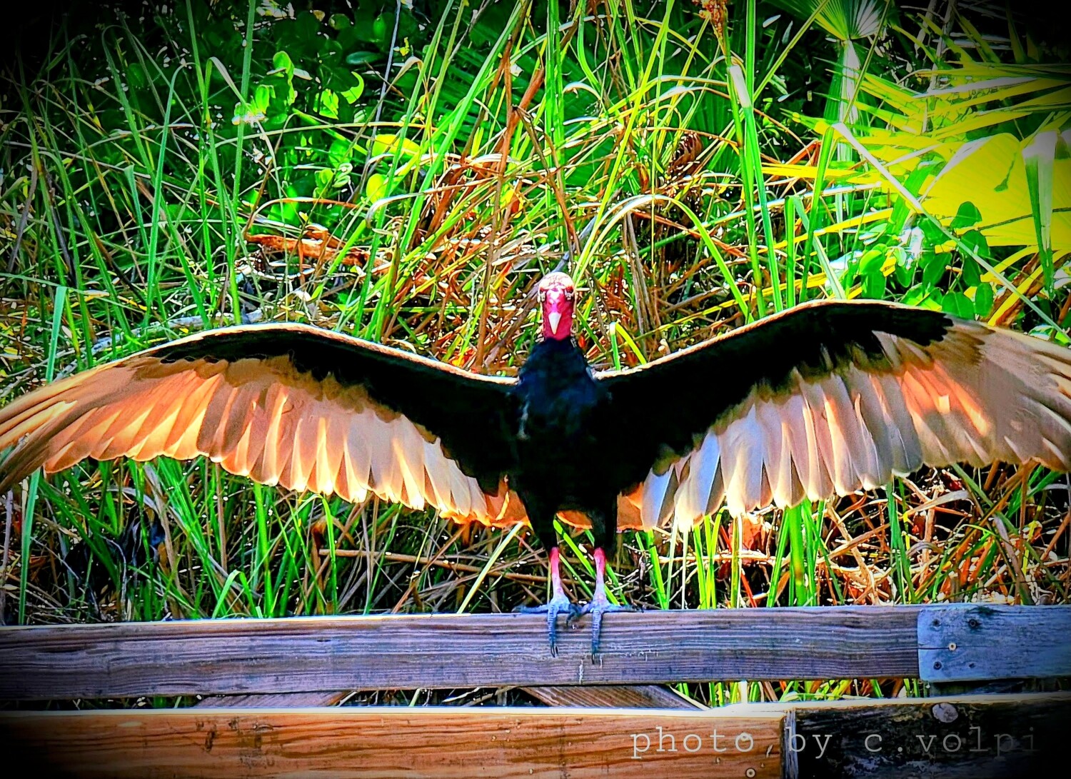 Competition Page | Everglades Majesty | Carol Volpi | Photo captured in ...