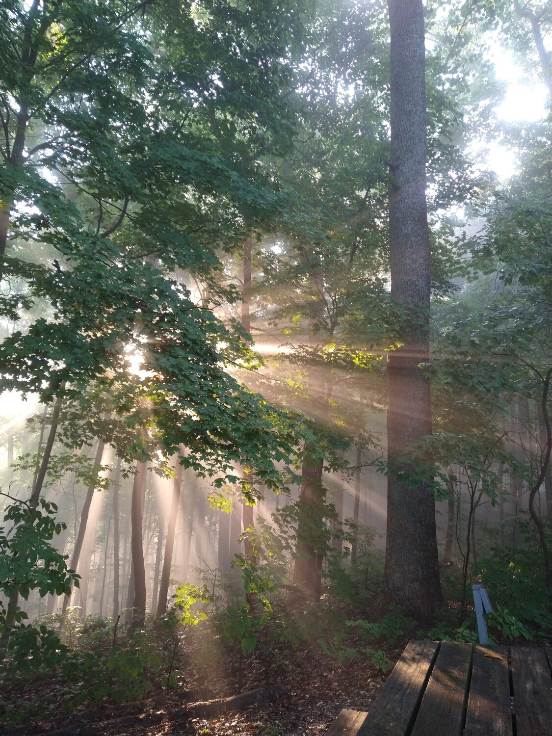 Competition Page | Morning light | Tracy Mobley | Morning sun light ...