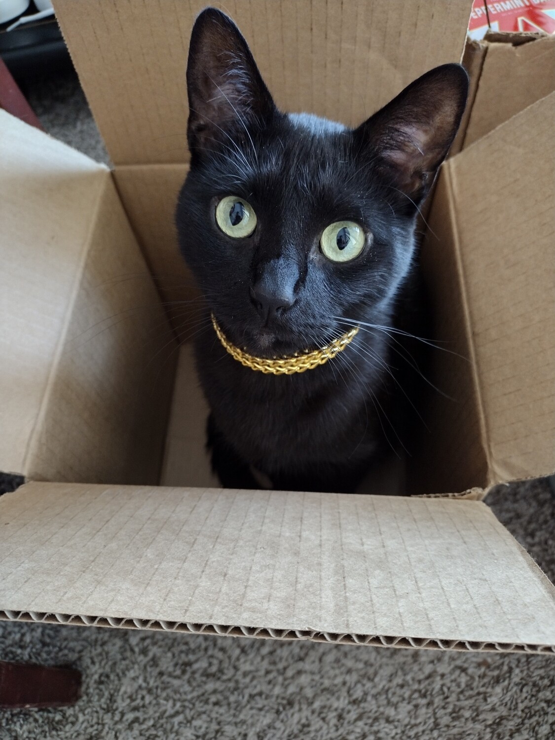 America’s Favorite Photos Competition Page | Cat in the Box | Juan ...