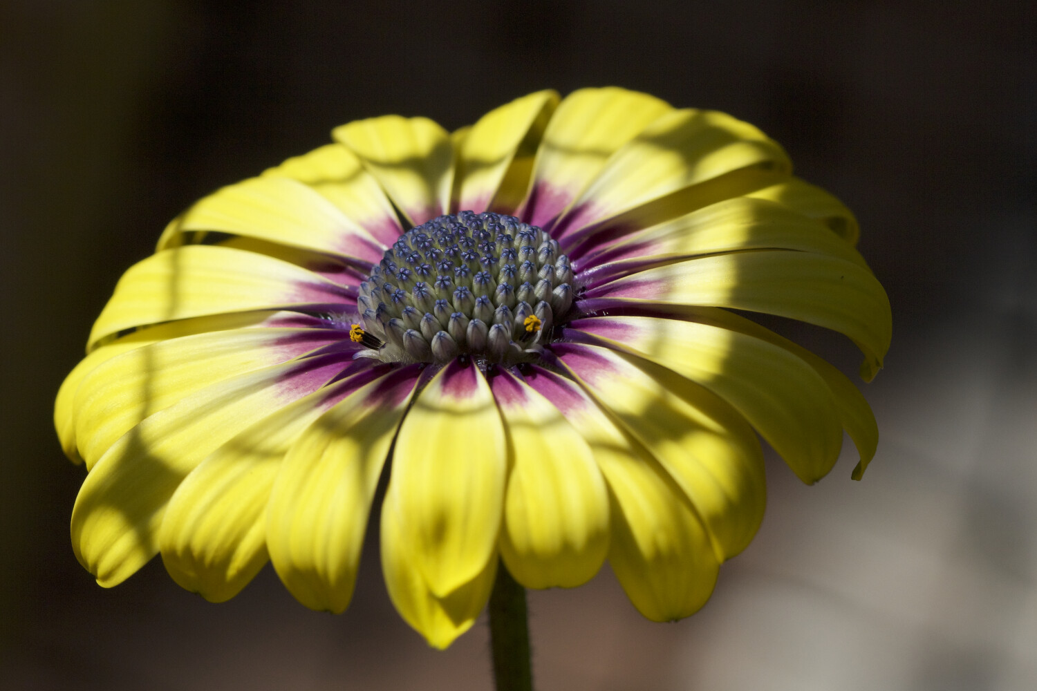Competition Page | Evening Daisy | Sandra Koski-Jones | Macro shot of ...