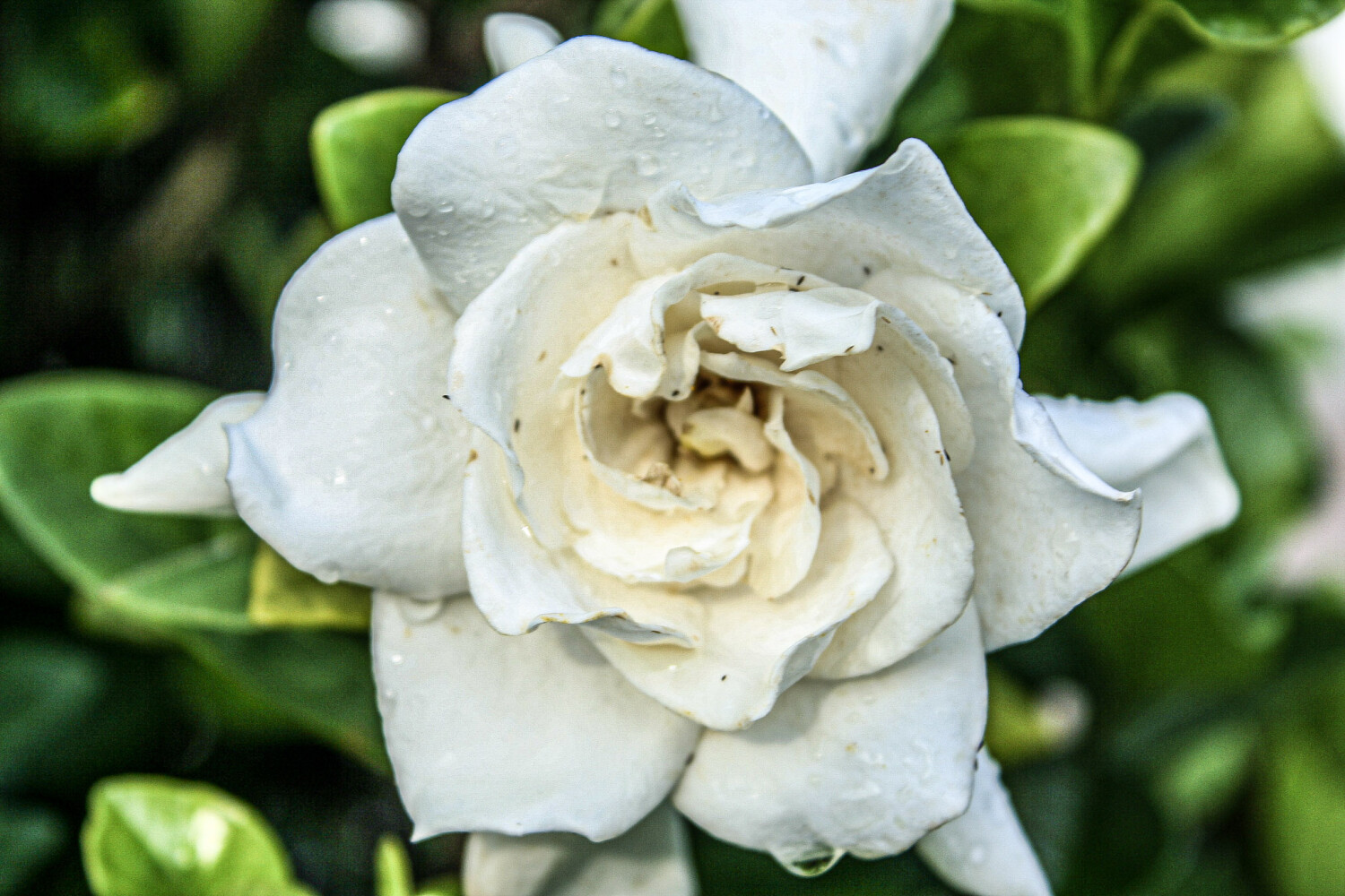 Competition Page | Rain Brings Life | Bryan Haworth | Gardenia dripping ...