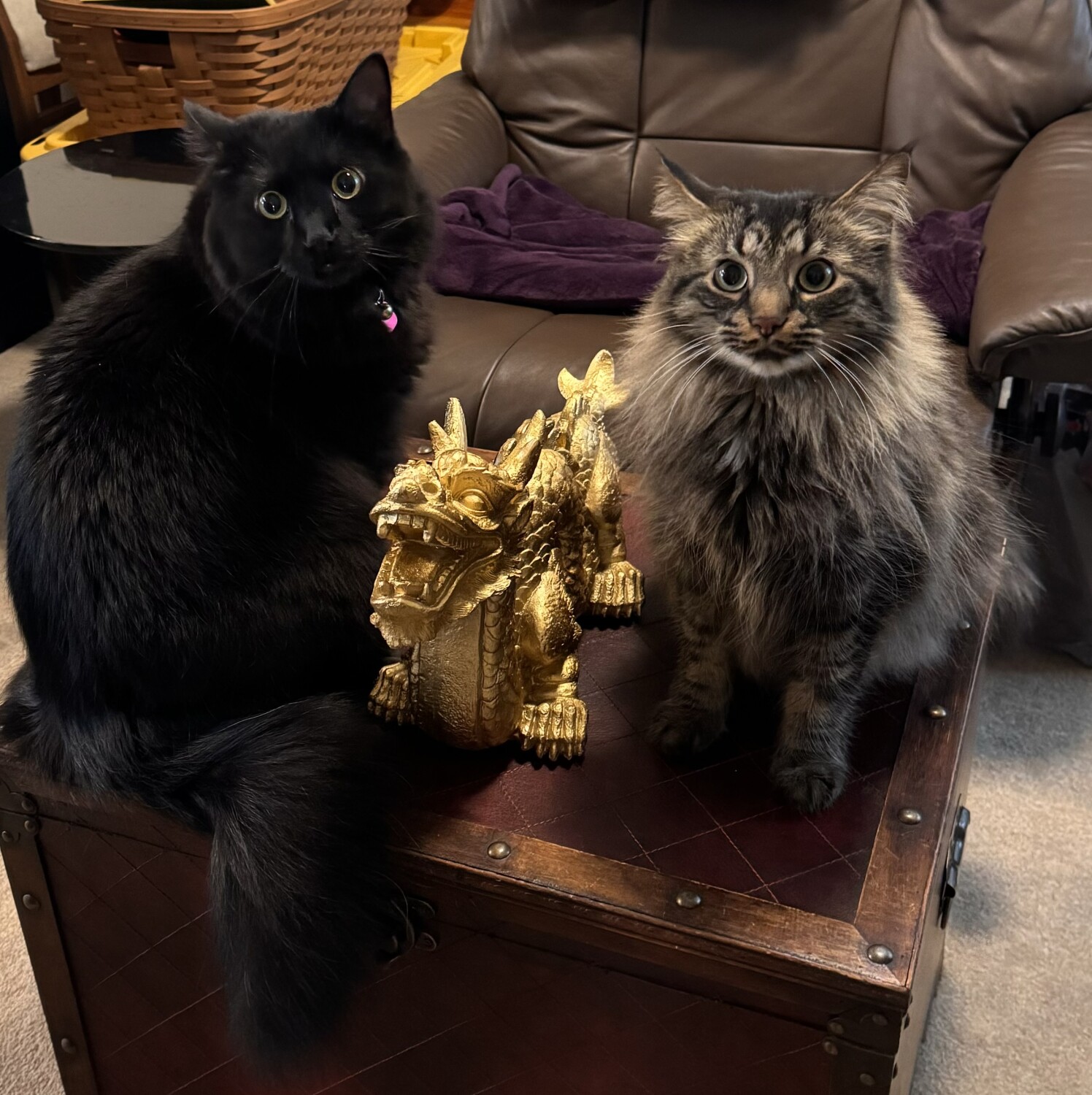 America’s Favorite Photos Competition Page | Dragon cats | Cindy McMath ...