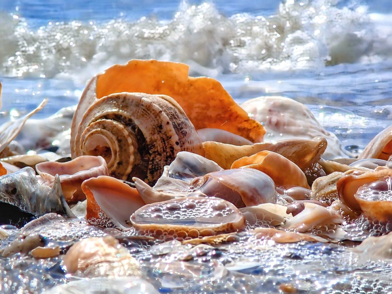 America’s Favorite Photos Competition Page | Dori's Shell | Kathryn ...