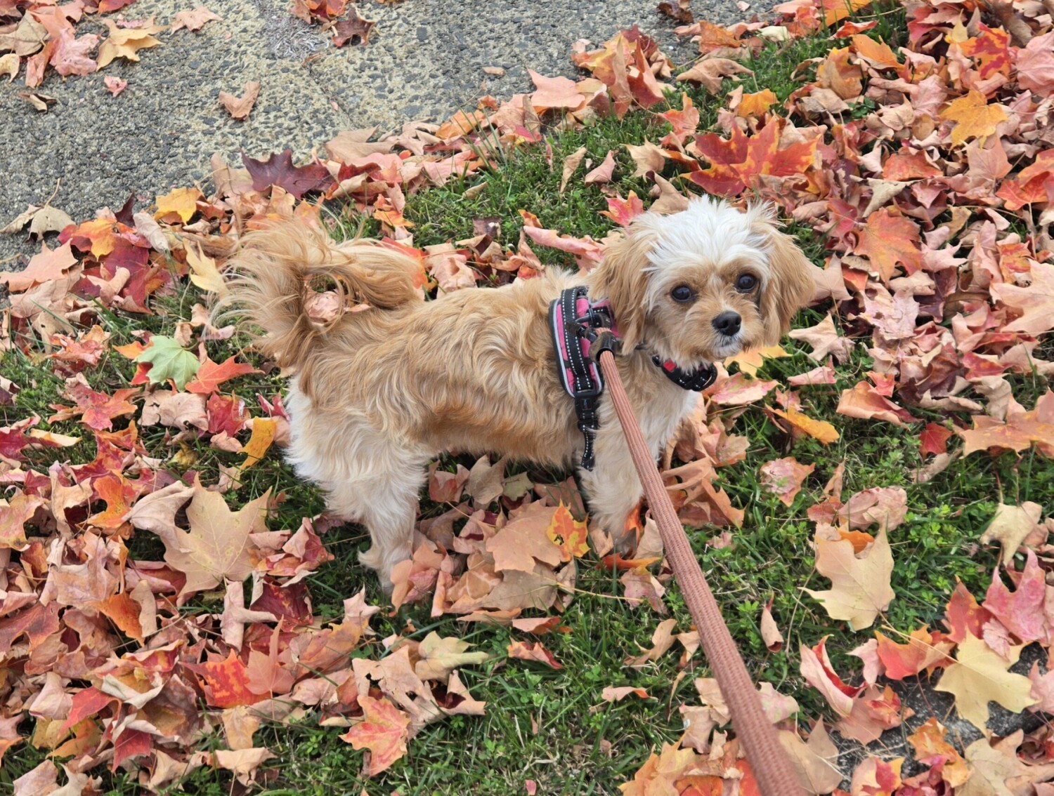 America’s Favorite Photos Competition Page | Spirit the Puppy | Eva ...