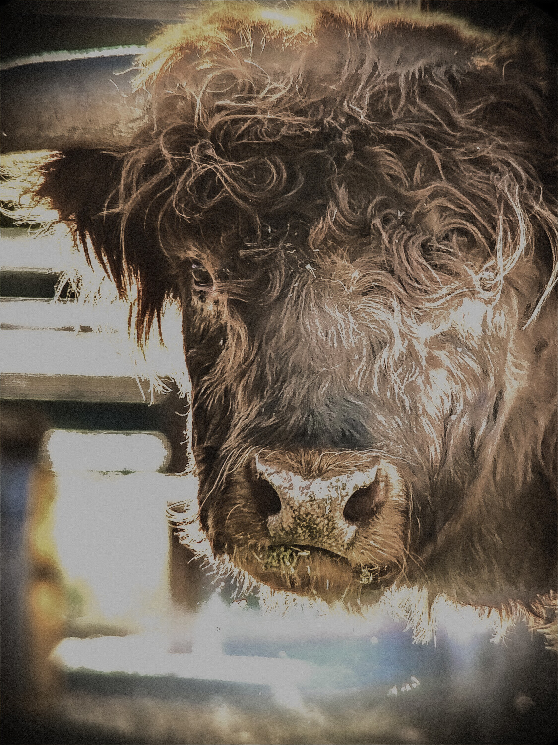 Competition Page | Fred the Highland Cow | Jake Kirkham | Had the ...