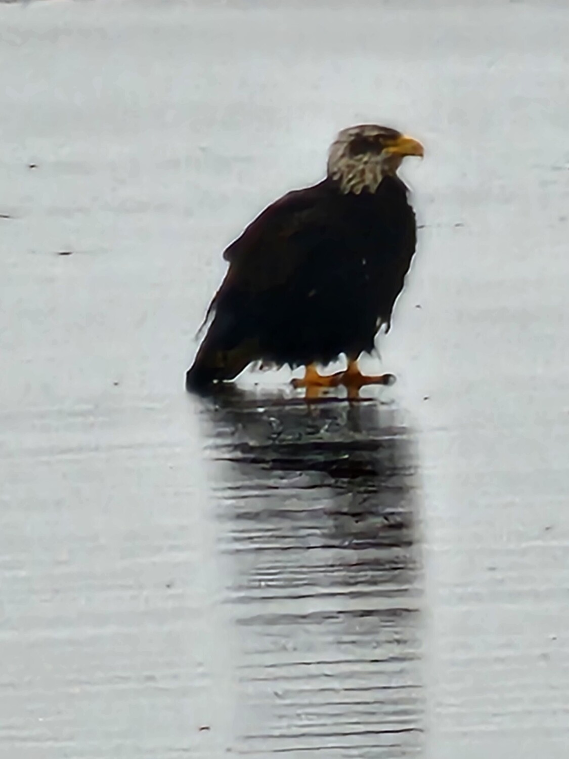 Competition Page | Bald eagle in the surf. | Dustin Wicks | The photo ...