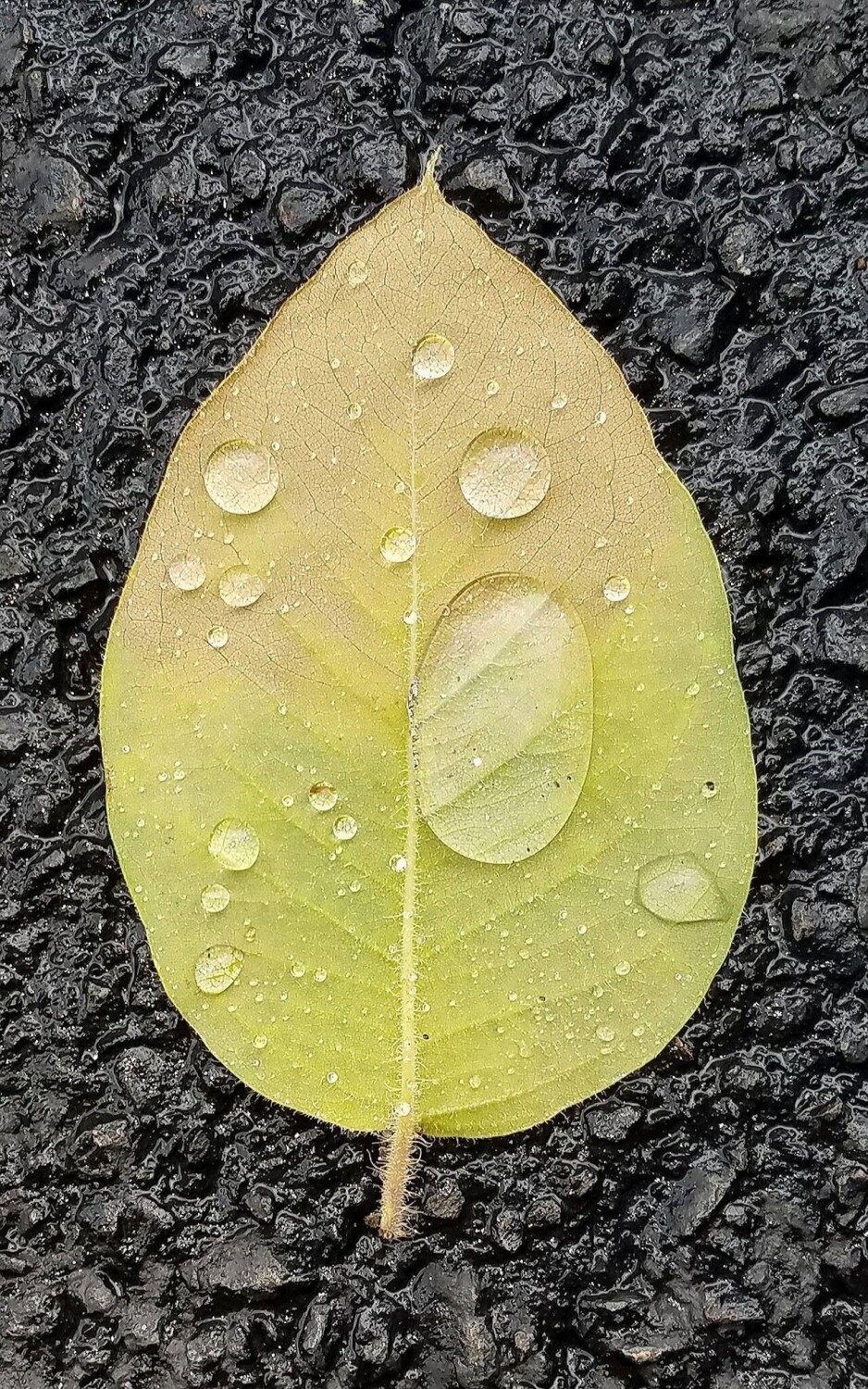 America’s Favorite Photos Competition Page | Lonely Leaf | Alan Alba | While going to work after ...