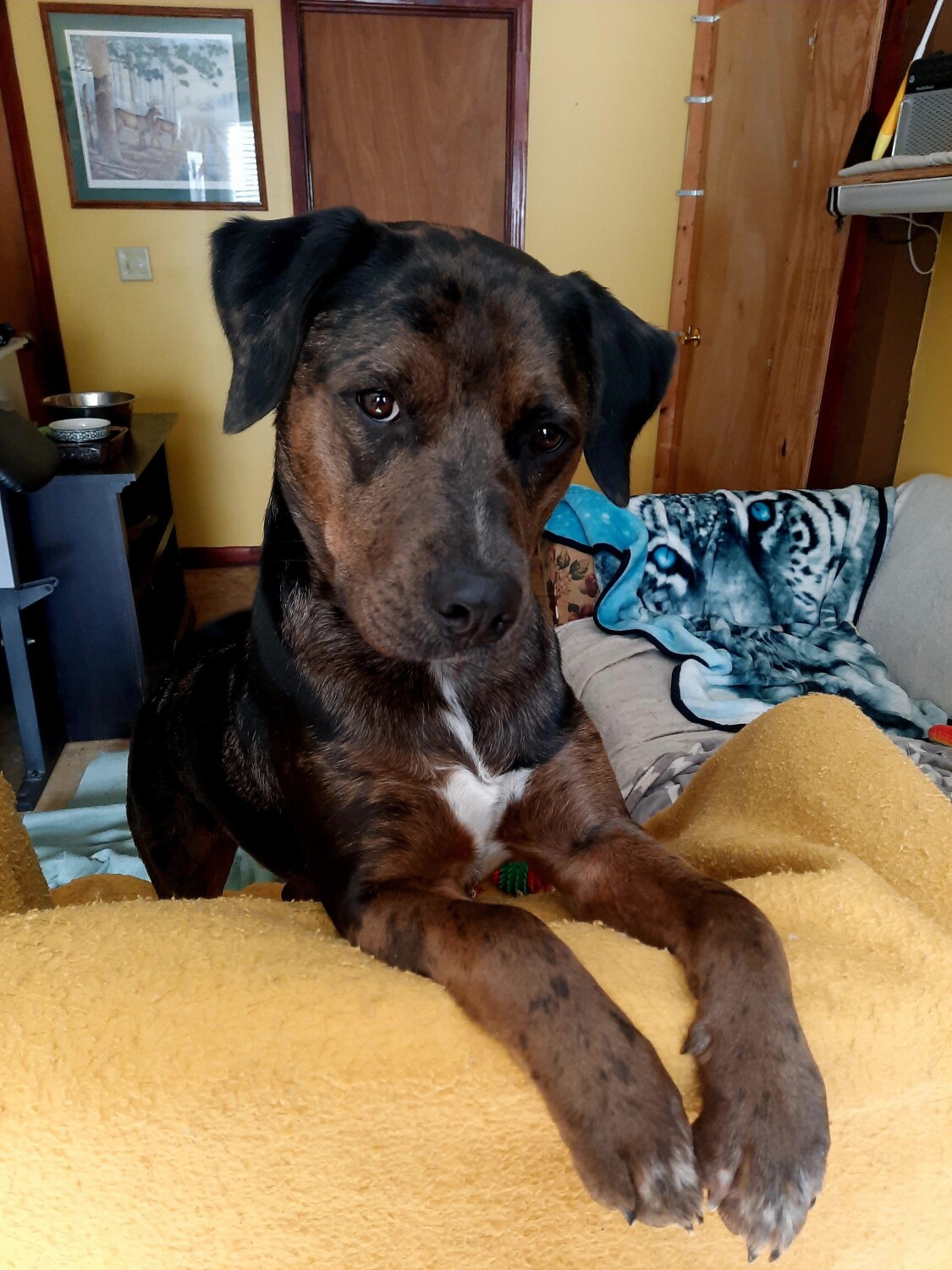 Competition Page | 1,2,3 Pose | Jennifer Cherry | Hi, I'm Toby! I like to give mom a lot of ...