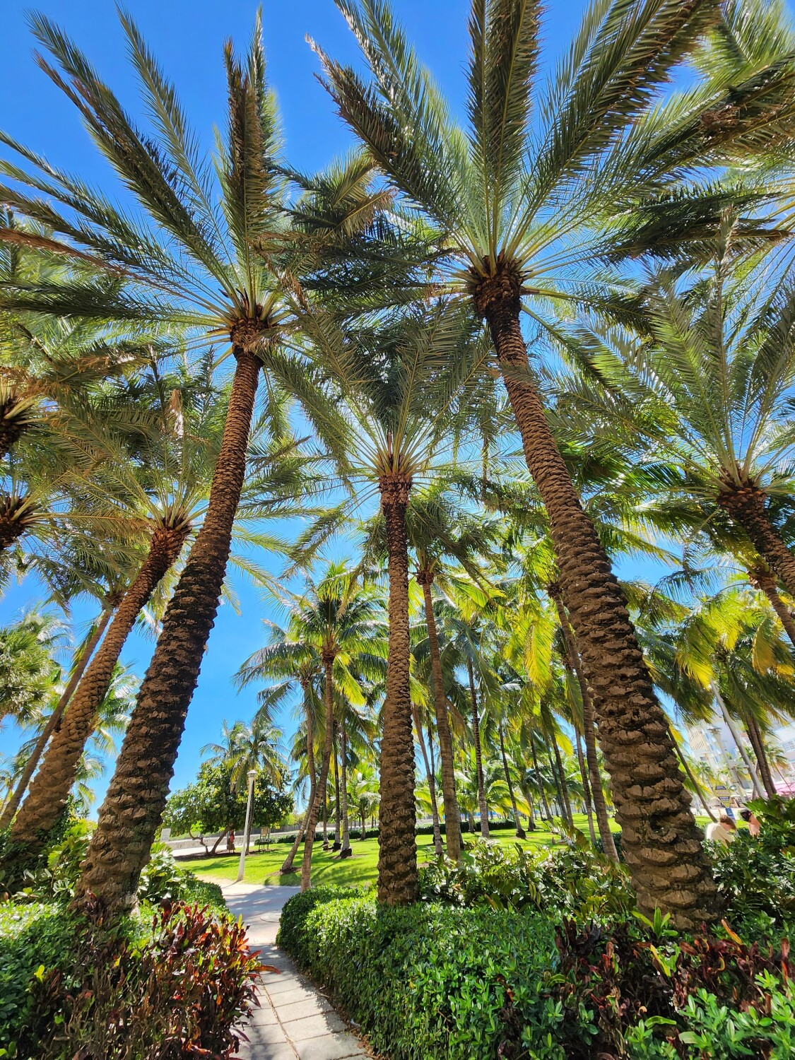 Competition Page | Miami Palm Trees | Kristen Richardson | Beautiful ...