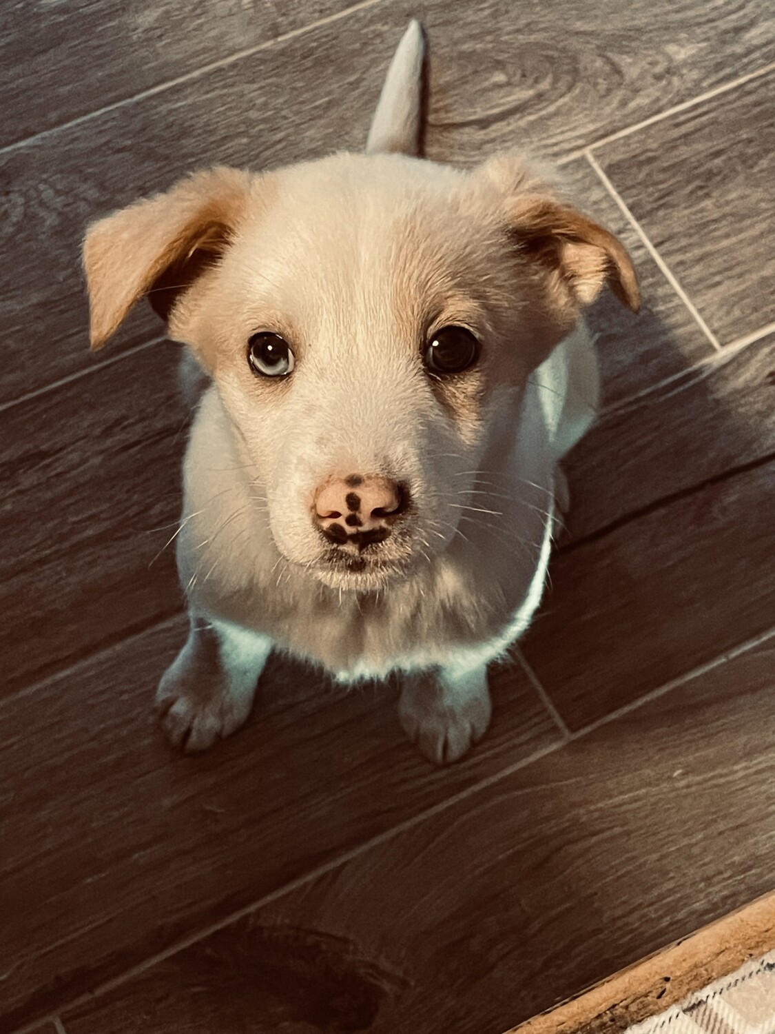 America’s Favorite Photos Competition Page | A Real Angel with a Tail ...