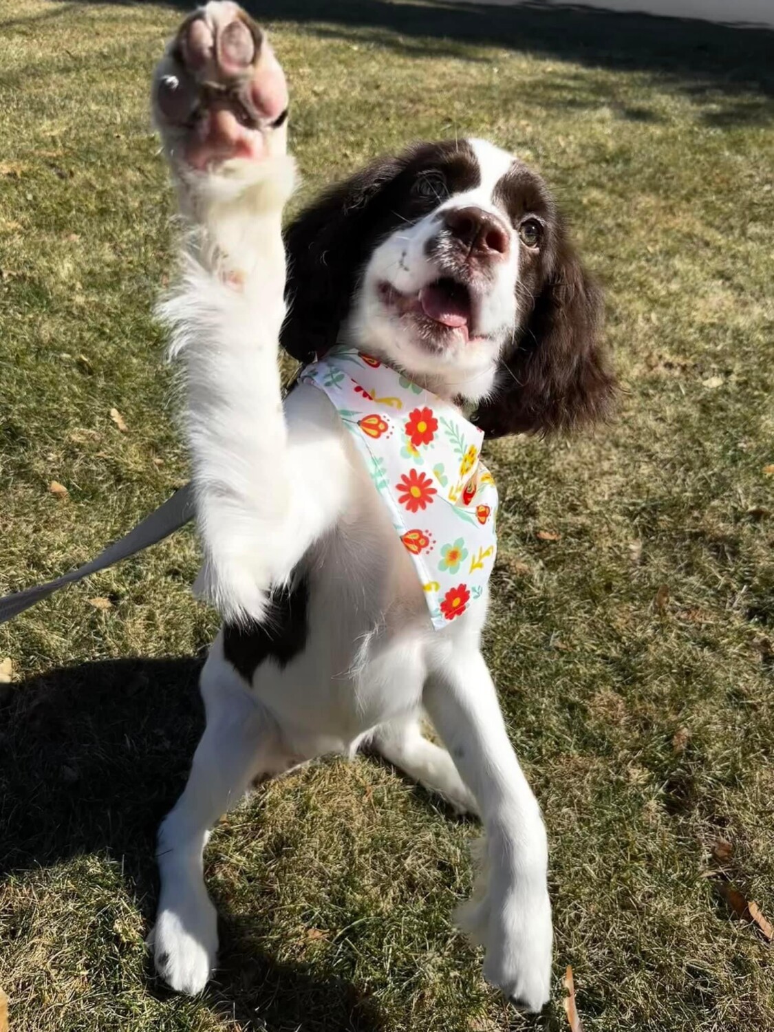 America’s Favorite Photos Competition Page | High Five | Linda Trombly ...