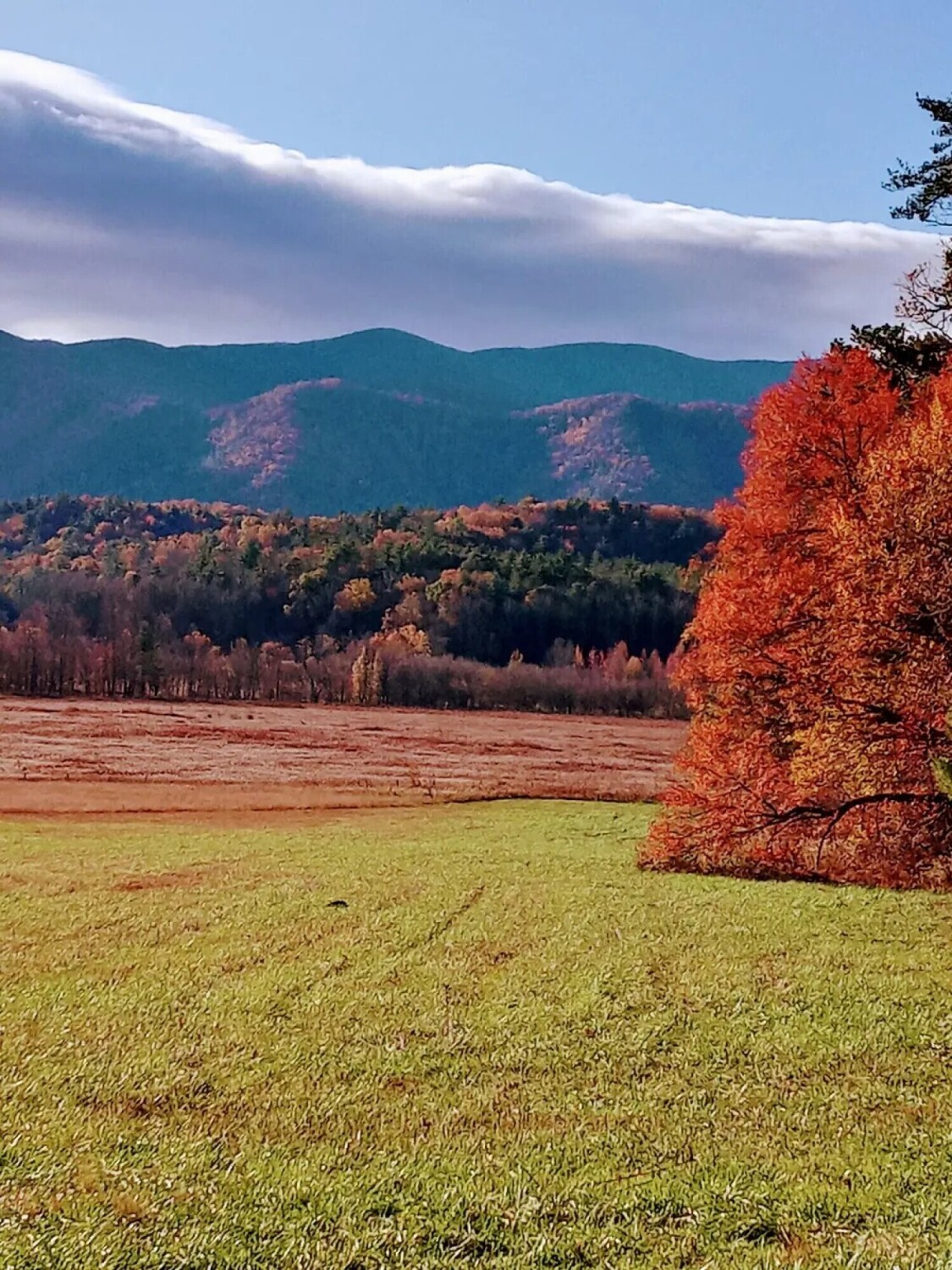 Competition Page | Fall colors in the cove | Michael Smith | Fall of ...