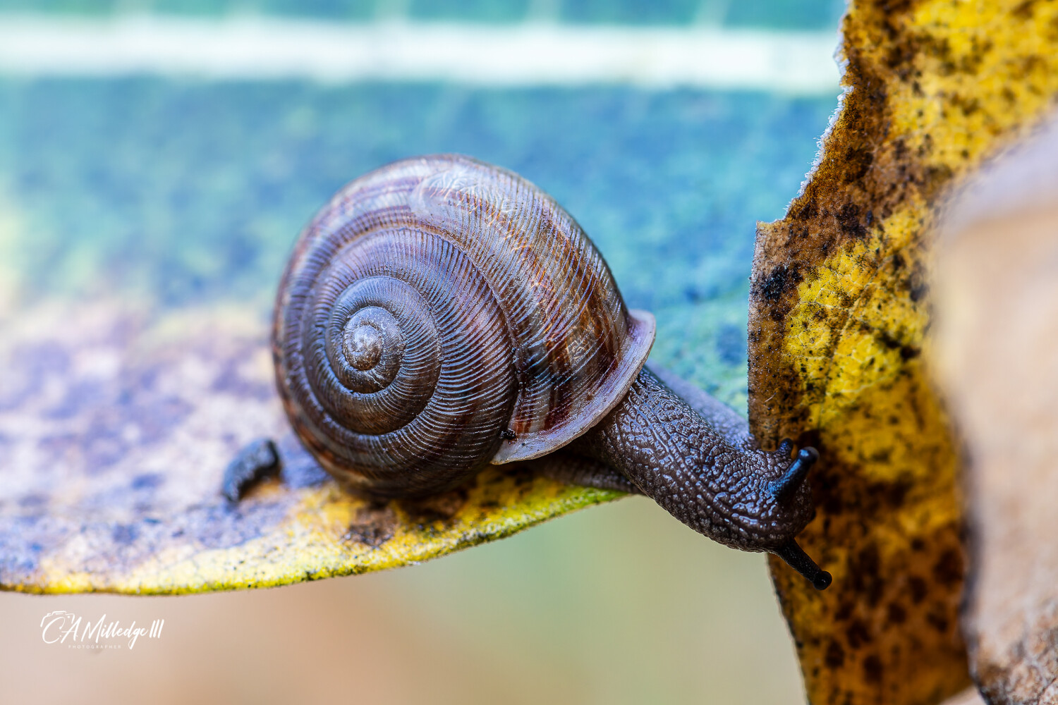 Competition Page | Brown Snail on Milkweed | Charles Milledge | A brown ...
