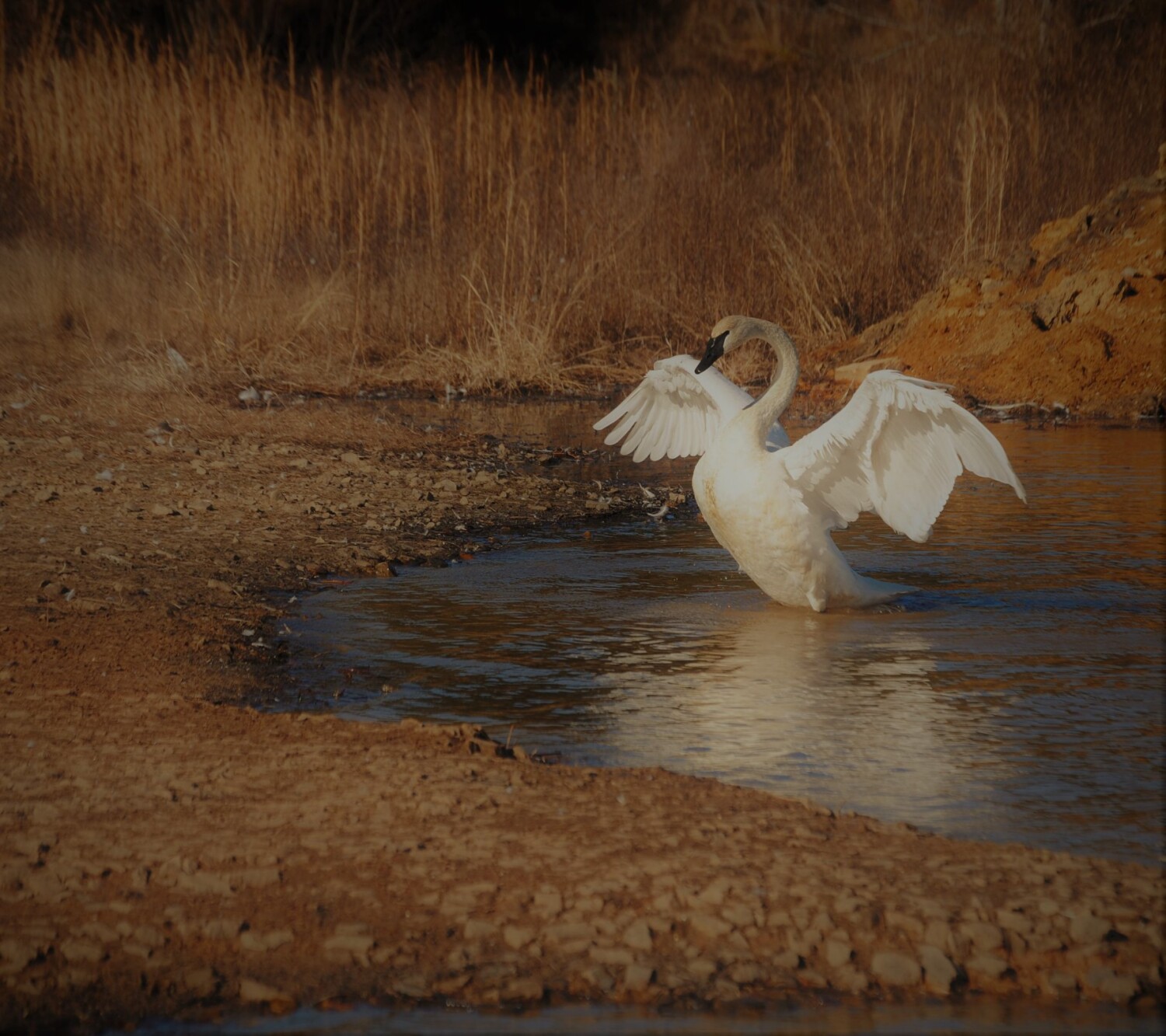 Competition Page | Trumpeter Swan | Pamela Ginnings