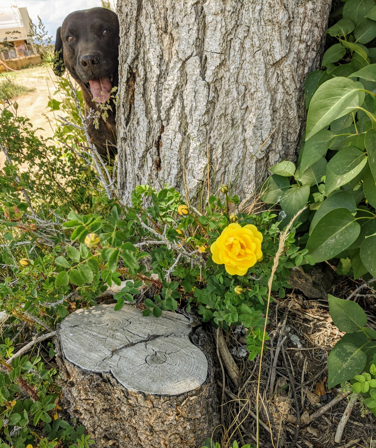 Competition Page | Hide and seek | Jeffery Brusatori | Milo the family ...