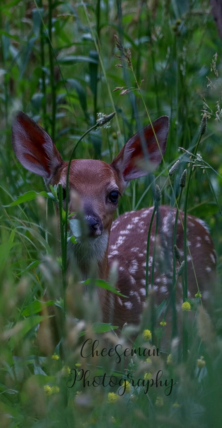 Competition Page | 2024 New Born Fawn In A Glorious Field | Toby ...