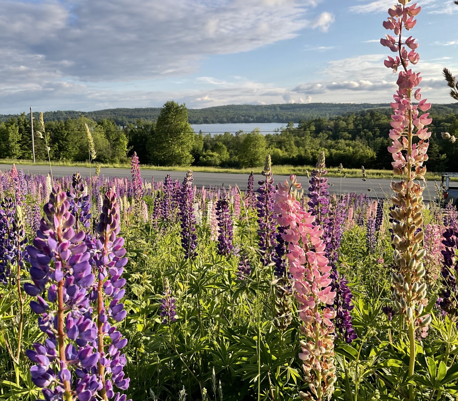 Competition Page | Caspian and Highland Lodge Lupines | Elaine Cole | I ...