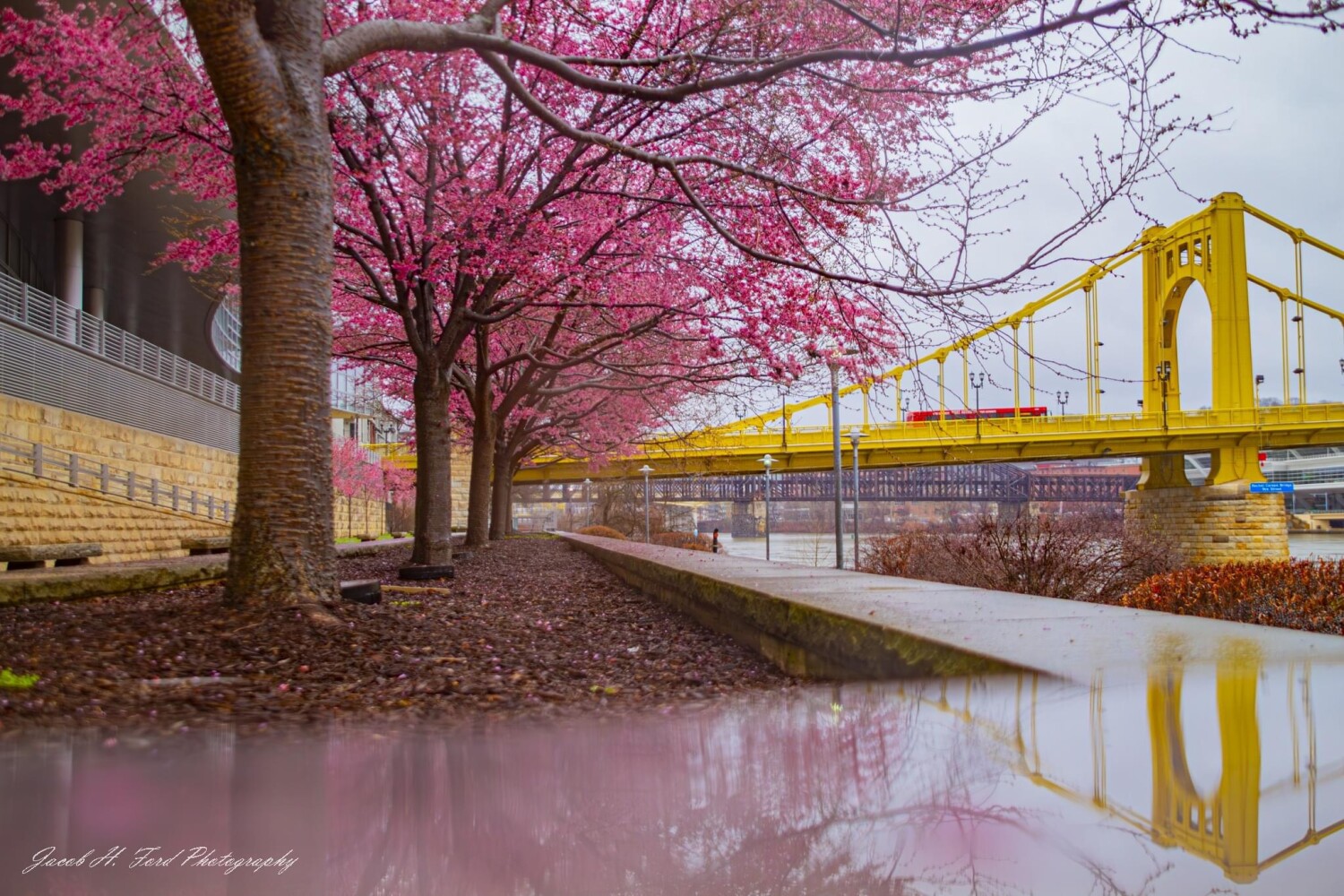 Competition Page | Pink Blossoms on Pittsburgh’s North Shore | Jacob ...