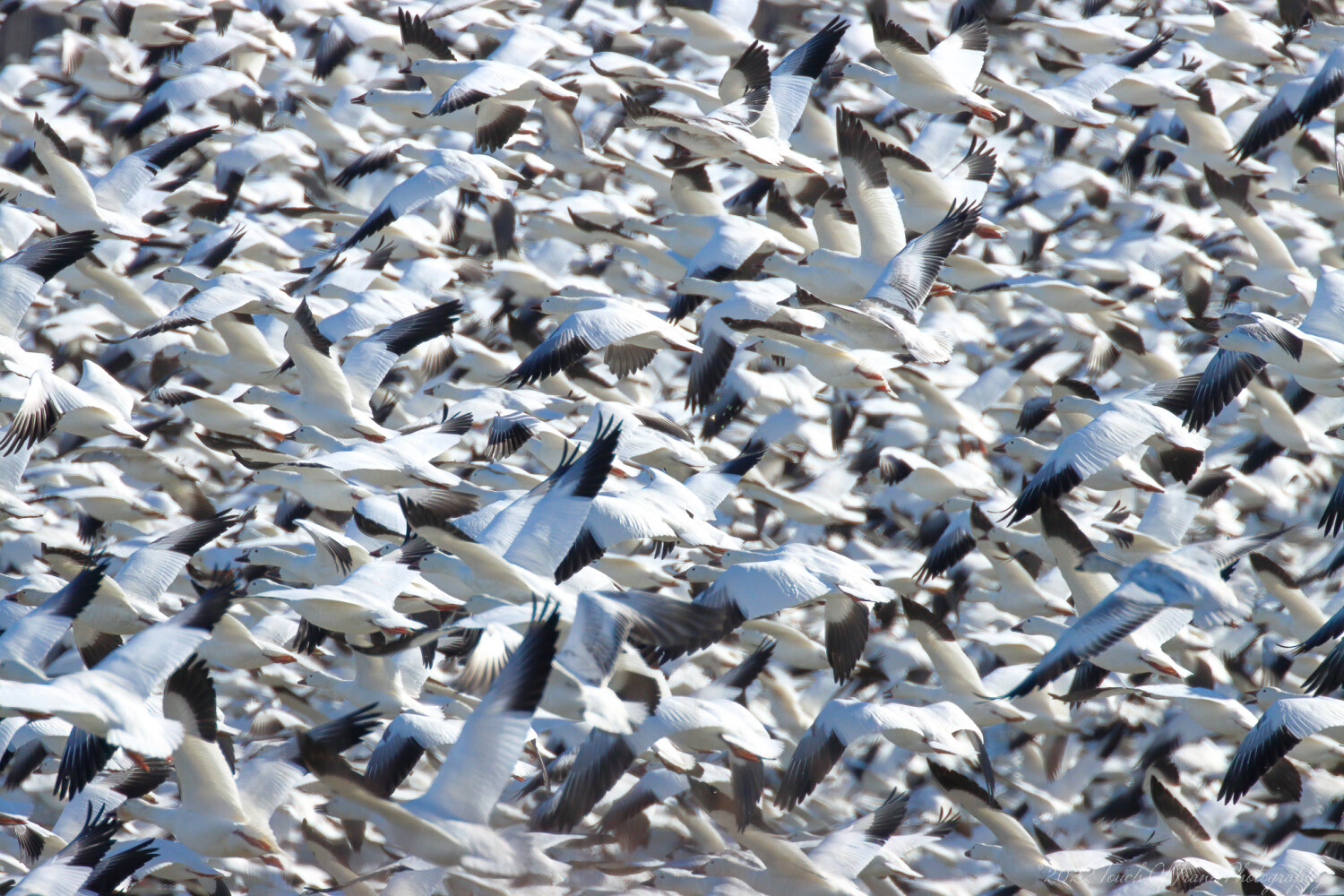 Competition Page | Migration | Frank Pawuk | Snow Geese migrate to the ...