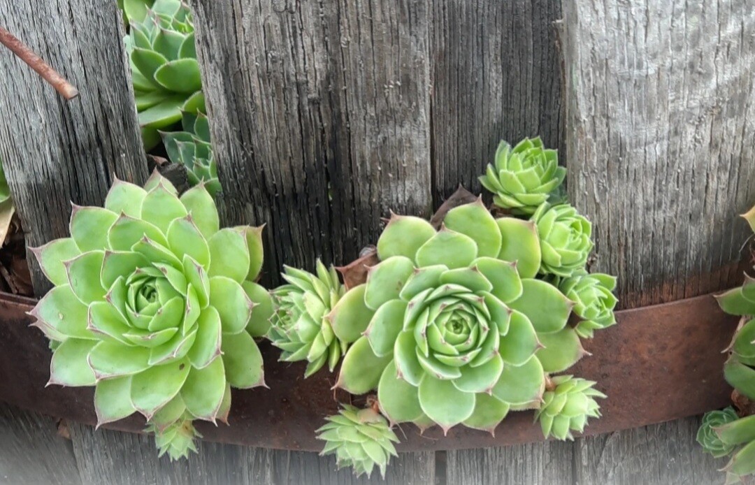 Competition Page | Country Chicks | Laura Denney-Lawson | Growing and ...