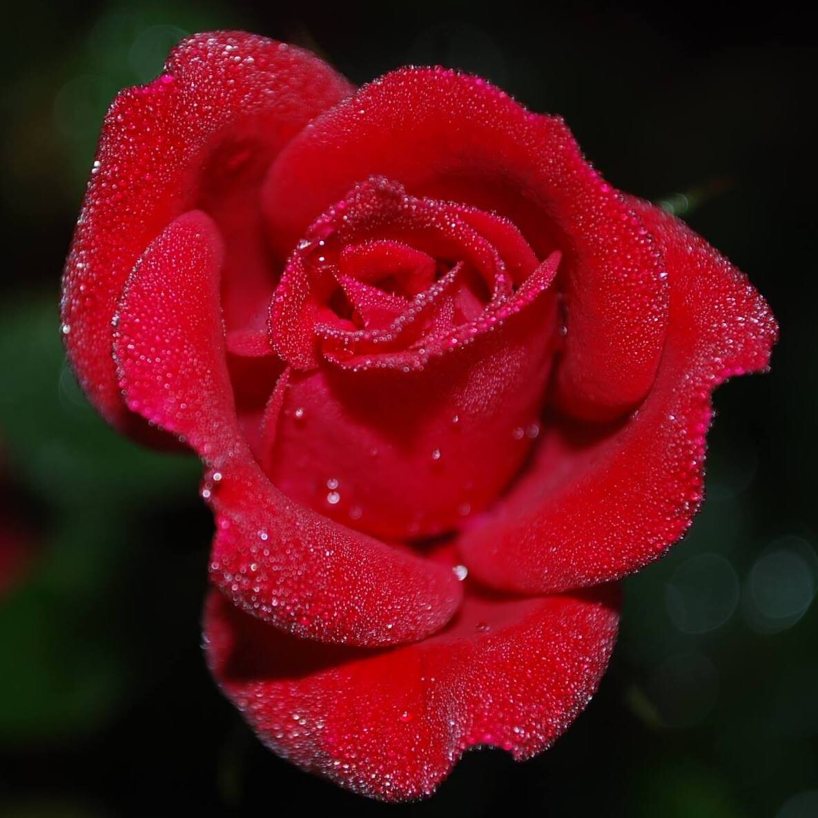 Competition Page | Dew kissed! | Dinah Bynum | Red rose kissed by the dew!