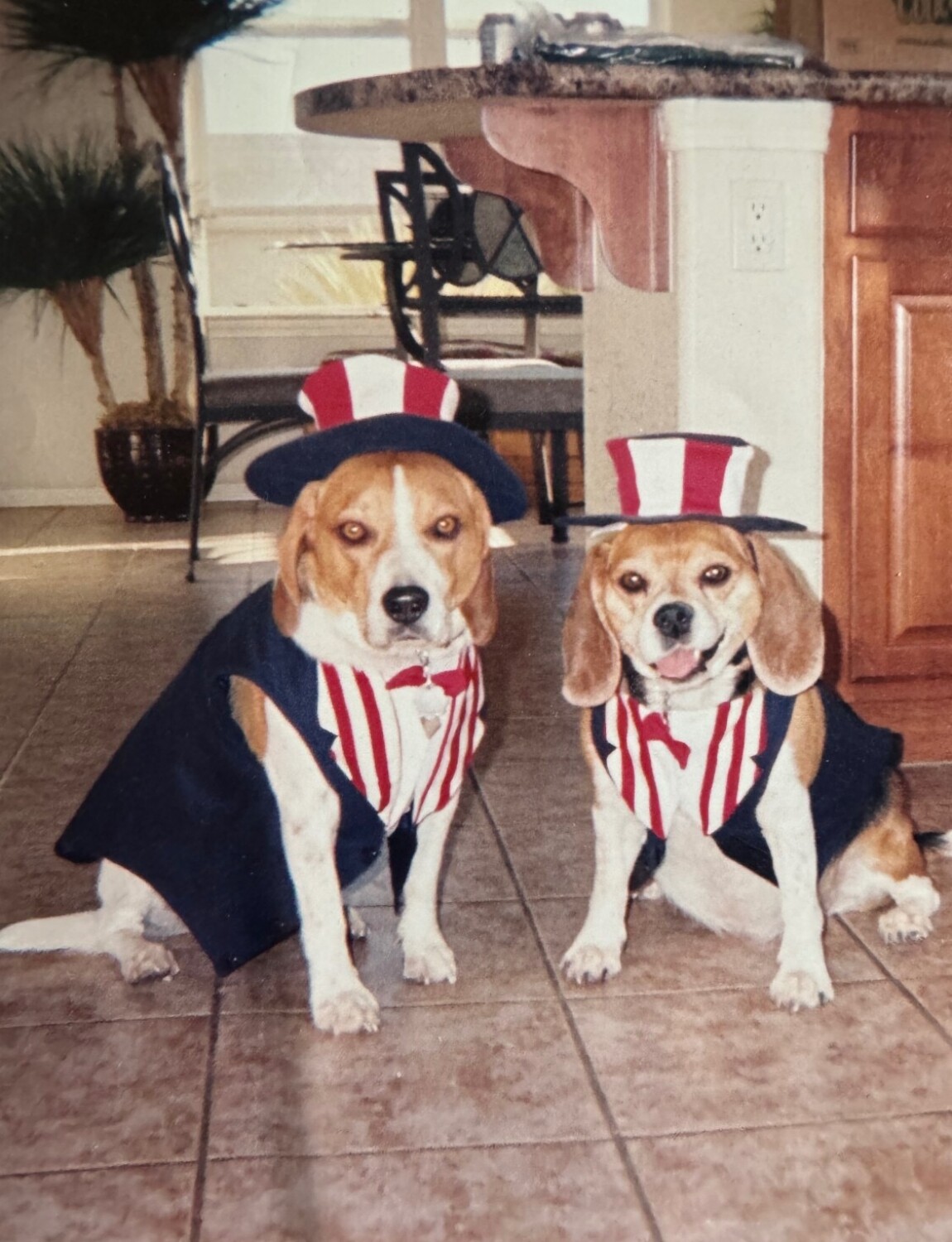 Competition Page | Our Patriotic Puppies | Maria Barker | This is ...