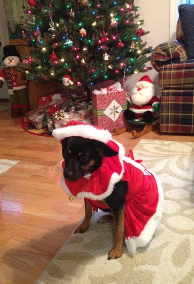 Competition Page | Our Sadie at Christmas | Bonnie McKenzie | Took this ...