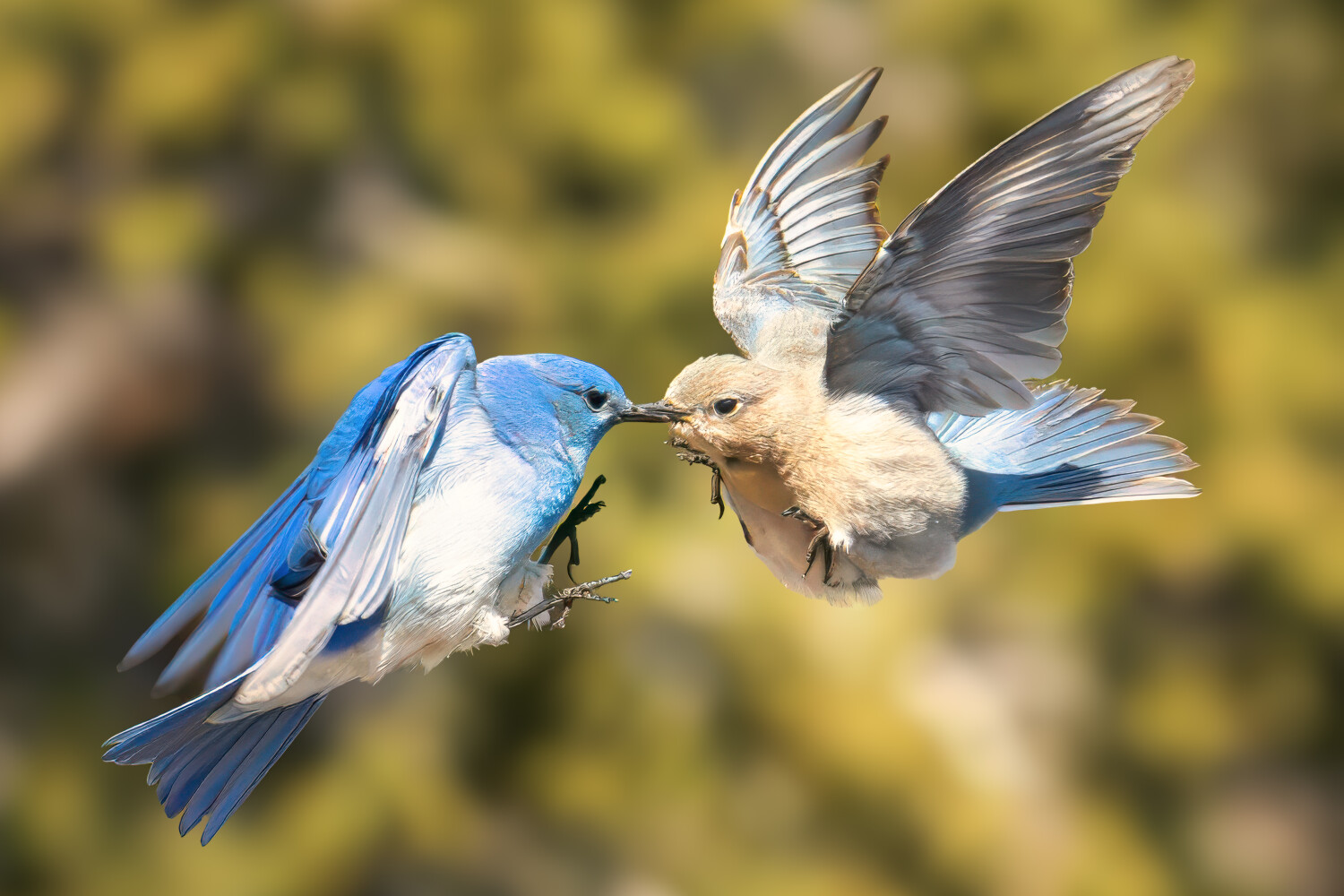 Competition Page | Love in Flight - Mountain Bluebirds | Sandra ...