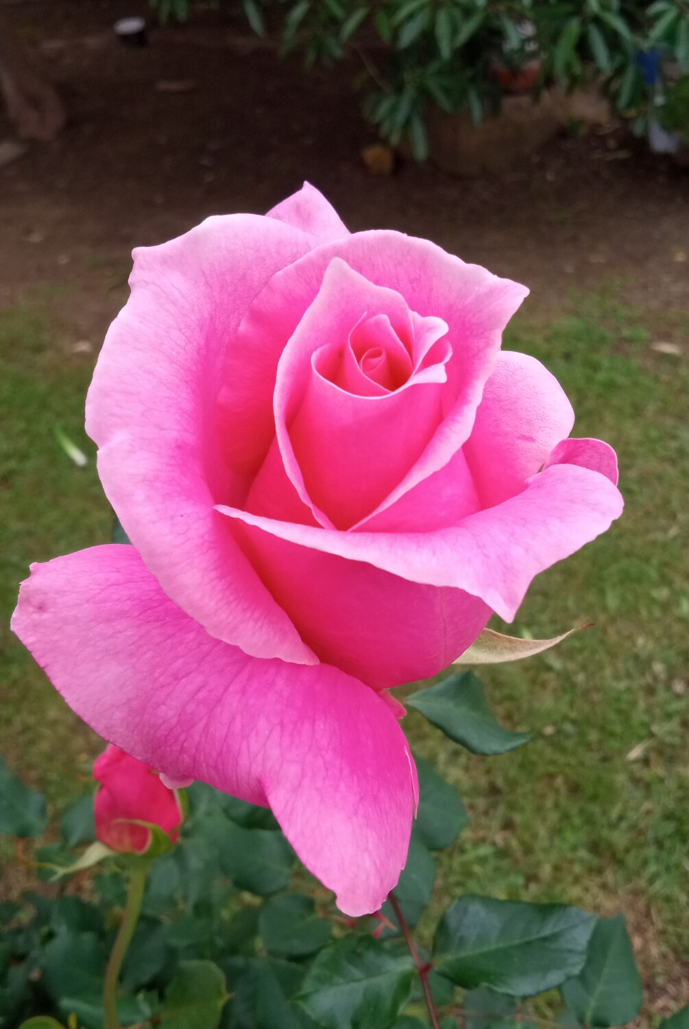 Competition Page | First Rose of Spring | Sharon Robinson | This is one ...