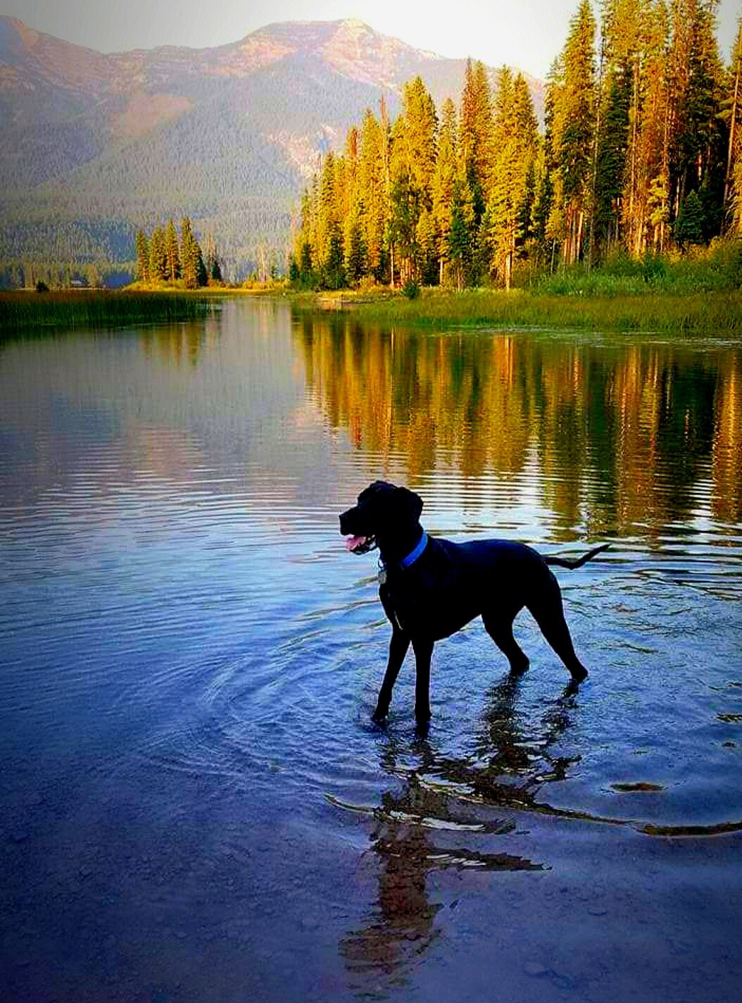 Competition Page | Holland Lake Majesty | Jamie DeLaurentis | My ...