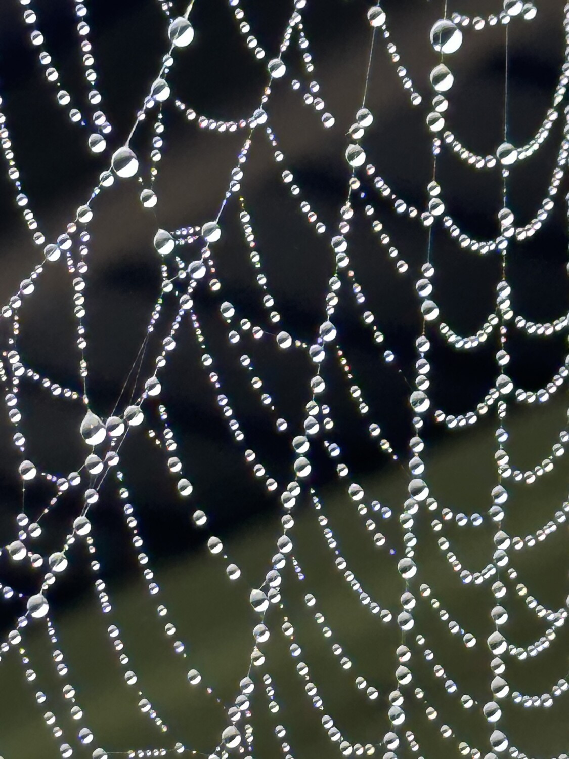 Competition Page | Pearls Of Dew | Diana Martin | This is a zoomed in ...