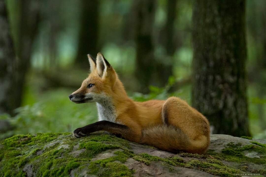 America’s Favorite Photos Competition Page | Foxy Lady | Timothy ...