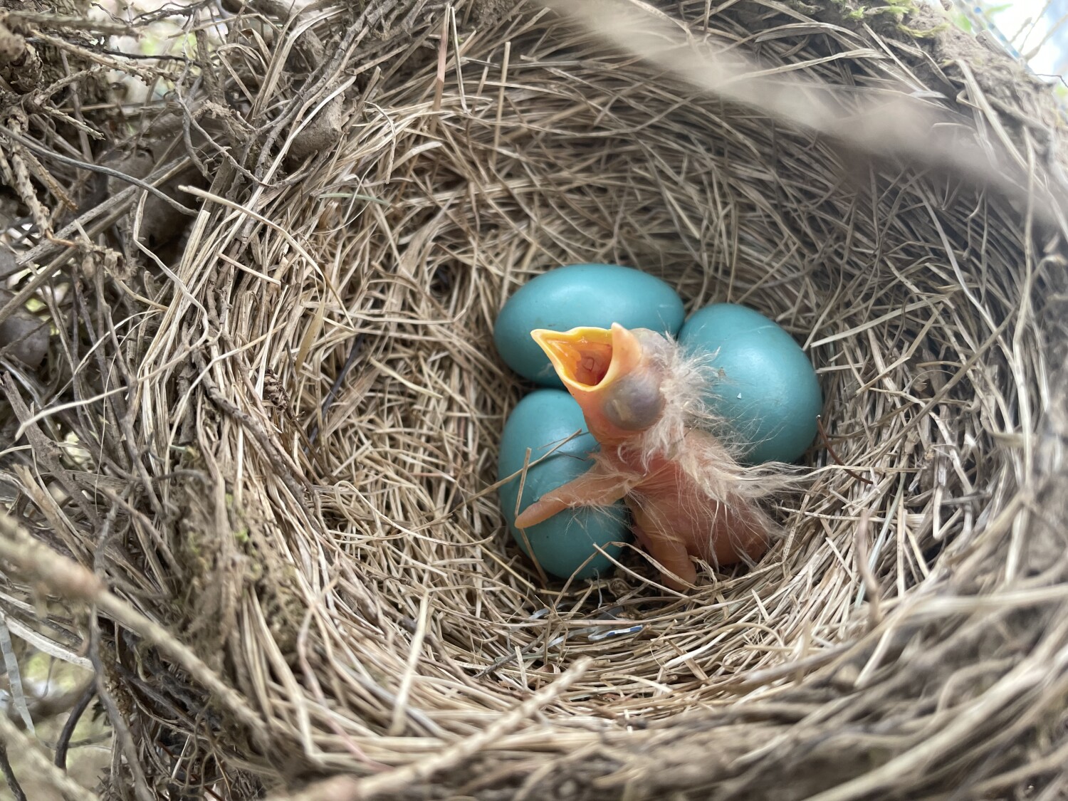 Competition Page | Spring Robin | Wayne Clark | Baby Robins hatching in ...
