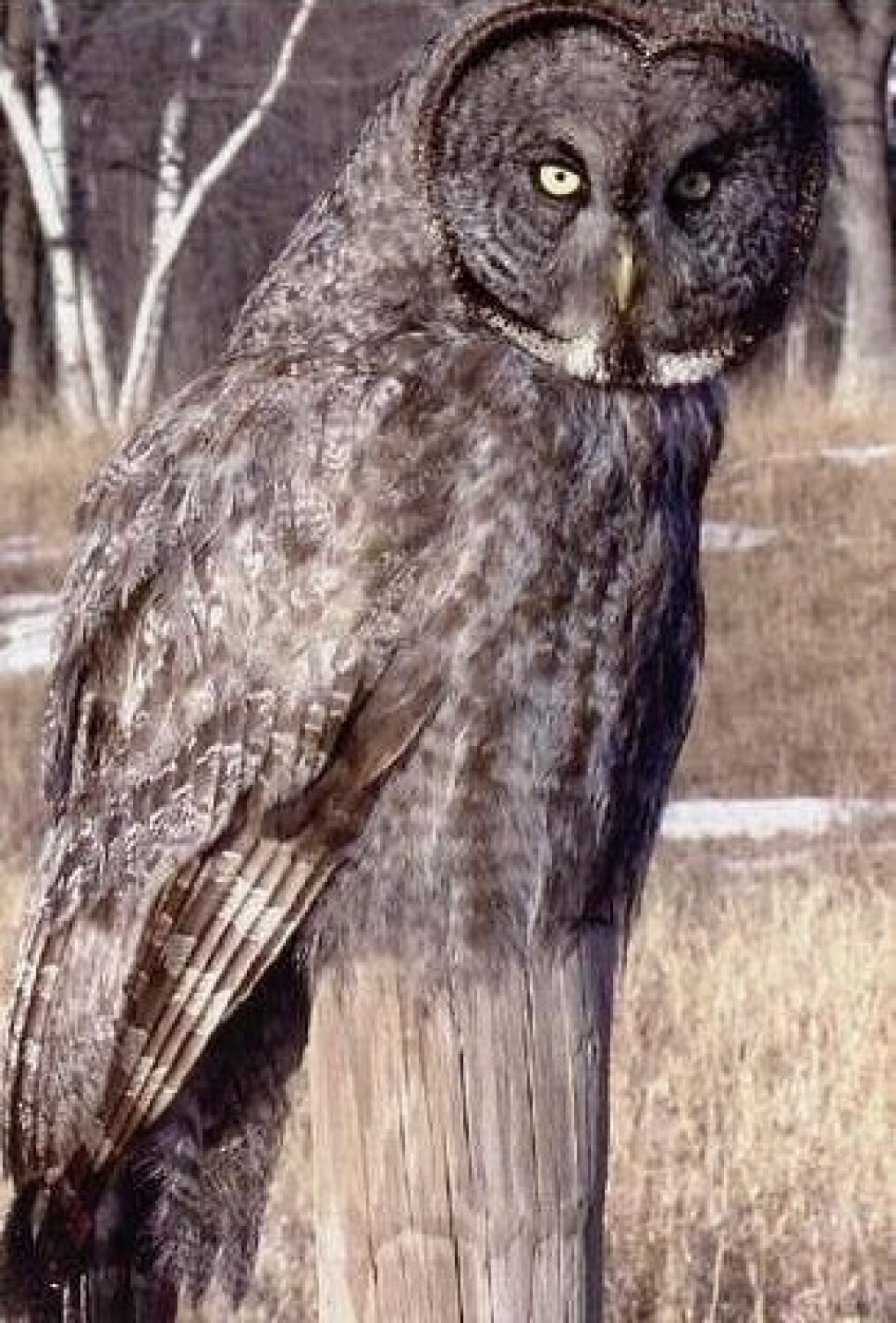 Competition Page | Great Gray Owl | Henry Bearheart | Great Gray Owl ...