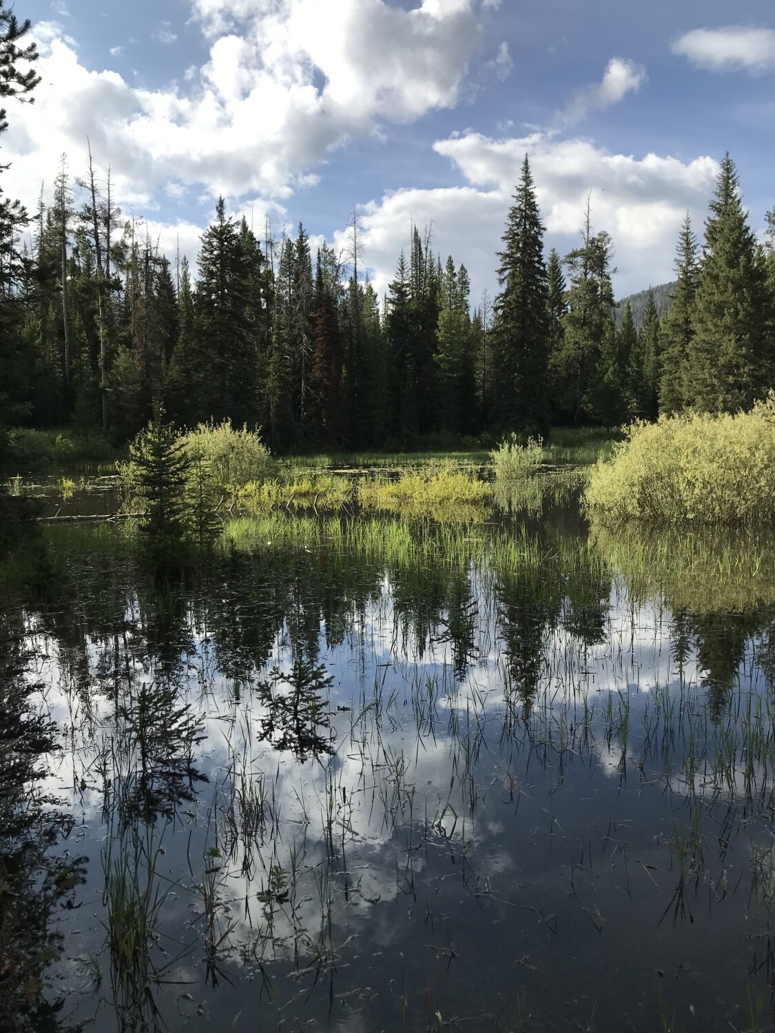 Competition Page | Yellowstone reflections | Jackie Westbrooks | A pond ...