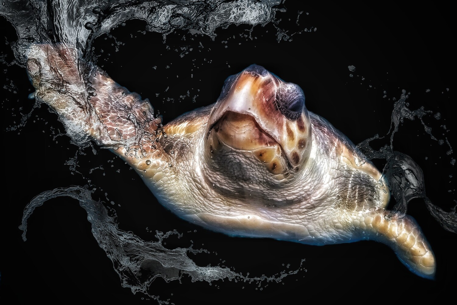 America’s Favorite Photos Competition Page | Turtle Wave | Kelly Mills ...