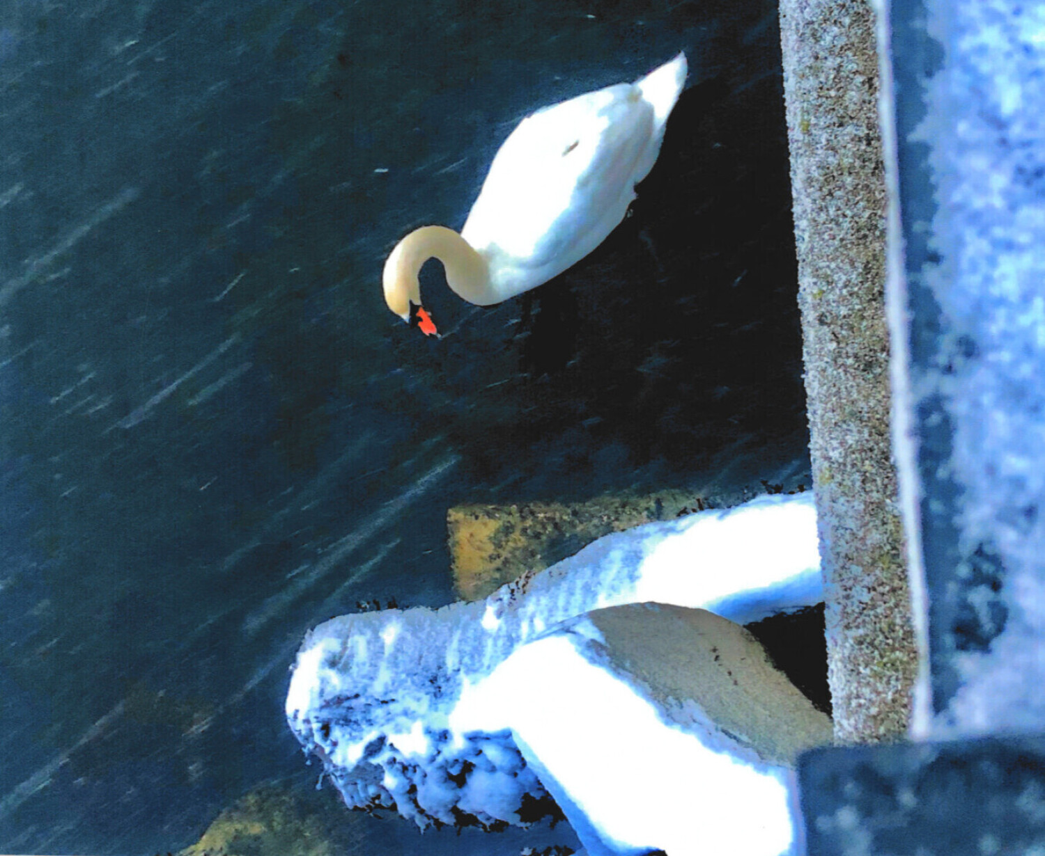 America’s Favorite Photos Competition Page | Screaming Ice Girl and ...