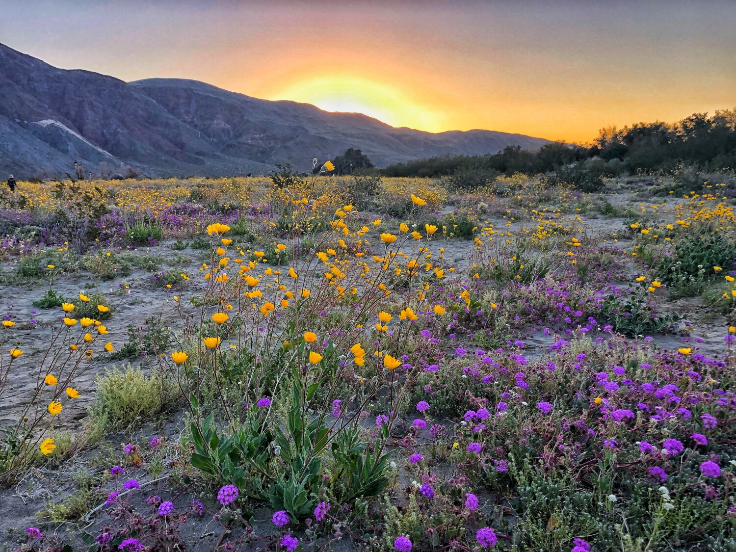 Competition Page | Desert Sun | Megan Faver | The rains of Southern ...