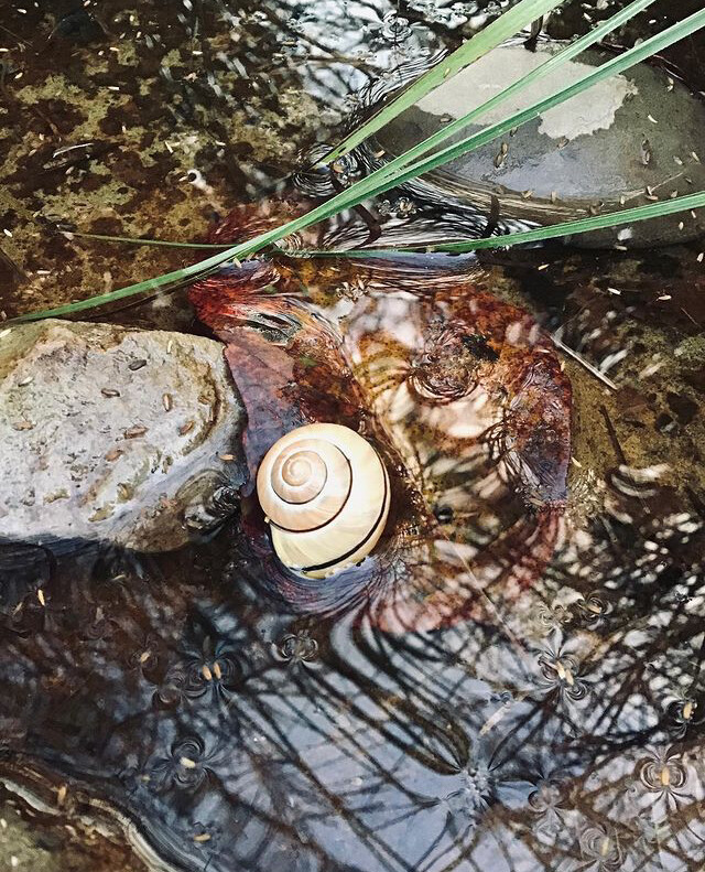 America’s Favorite Photos Competition Page | snail in a stream | Mary ...