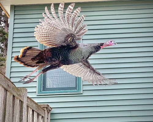 America’s Favorite Photos Competition Page | Lift Off | Edie Karras ...