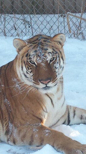 Competition Page | Tiler | Carol Cypert | Tiler is a Ti-Liger at Valley ...