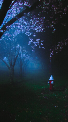 America’s Favorite Photos Competition Page | Similar | Abigail Aponte ...