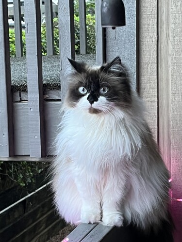 America’s Favorite Photos Competition Page | Chloe | Carol Huffman ...