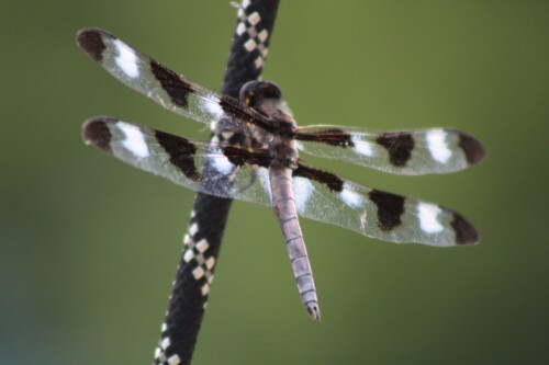 Competition Page | Dragon Fly | Tia Marx | A close up of nature's beauty!