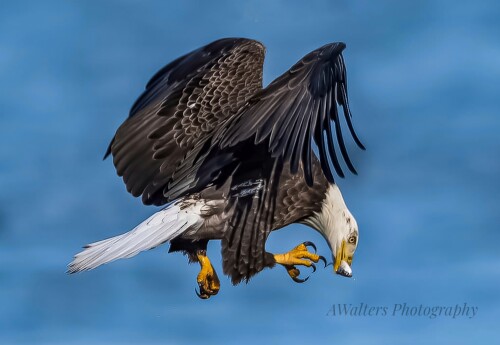 Competition Page | On The Fly | Andrew Walters | Bald Eagle Mohawk ...