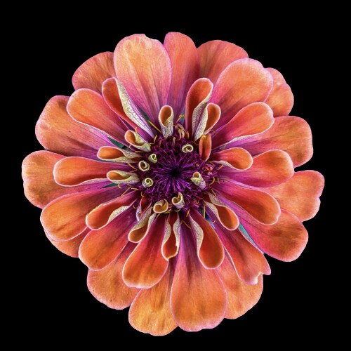 Competition Page | Flower in Bloom | Sarah Murad | A flower from my ...