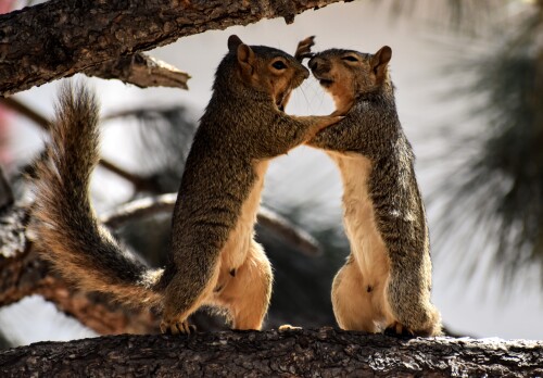 Competition Page | Waltzing Squirrels | Chanda Davis | Waltzing ...